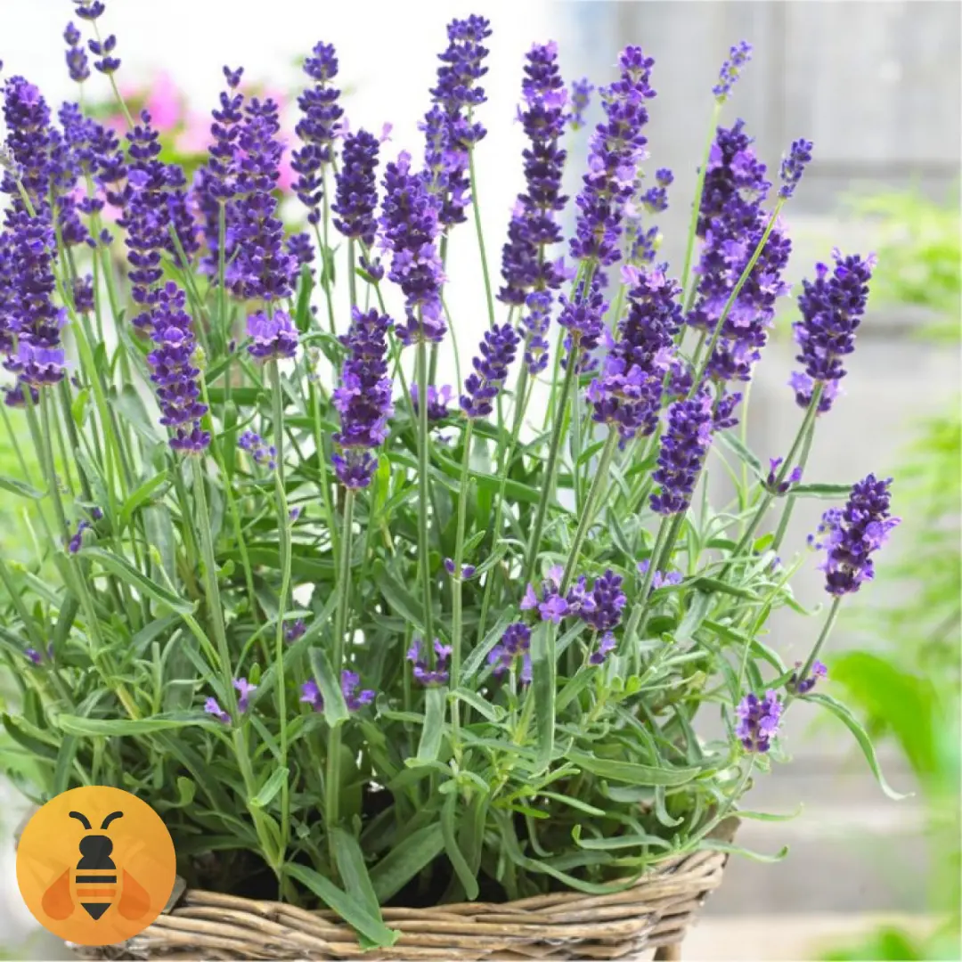 Engleska Lavanda - Rasadnik Maja