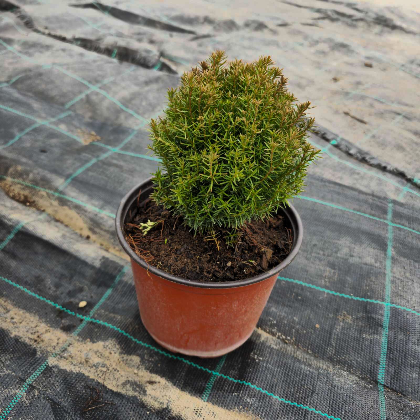 Tuja Teddy Gold - Rasadnik Maja